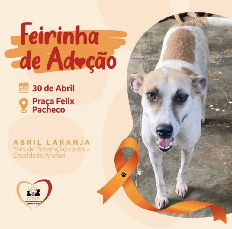 APAPI vai realizar evento para estimular adoção de animais em Picos ...